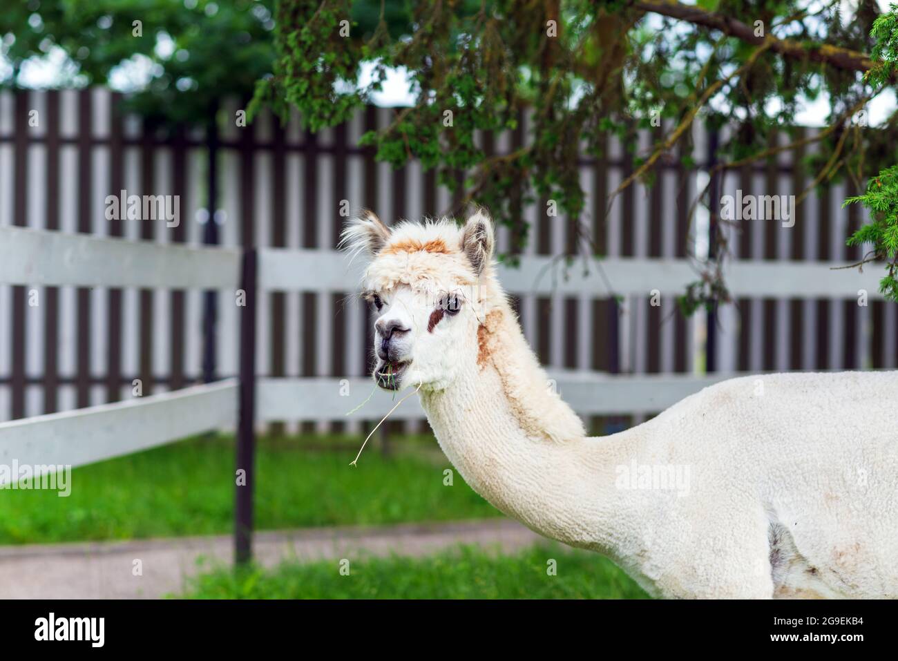 Cute white Alpaca on a green grass background.Cute Alpaca on the farm ...
