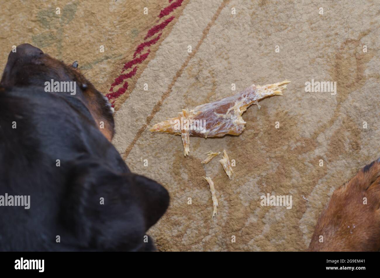 Dog's chewed up dental treats are on the carpet. Black pet is lying ...
