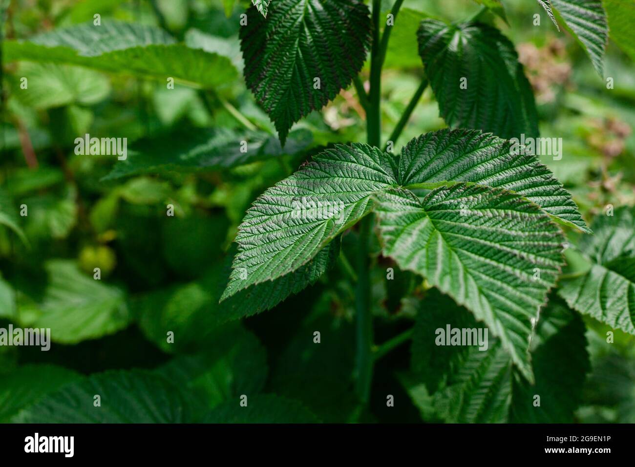 Relief leaves of raspberry. Shallow depth of field. Close up photo of ...