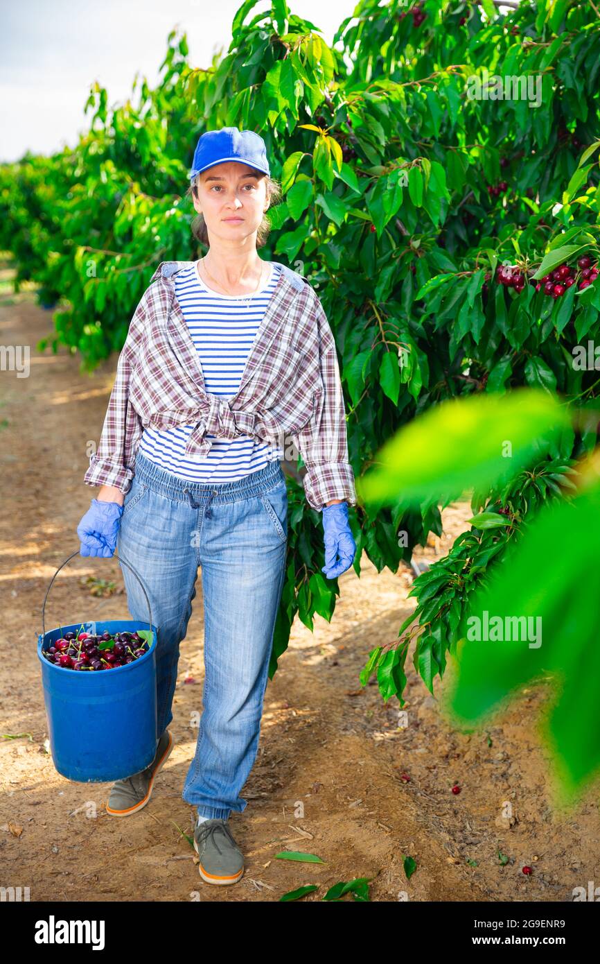 Woman carrying bucket with sweet cherry Stock Photo - Alamy