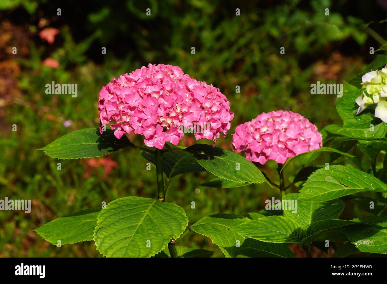Hortensia (Hydrangea macrophylla). Family Hydrangeaceae. Flowering in ...