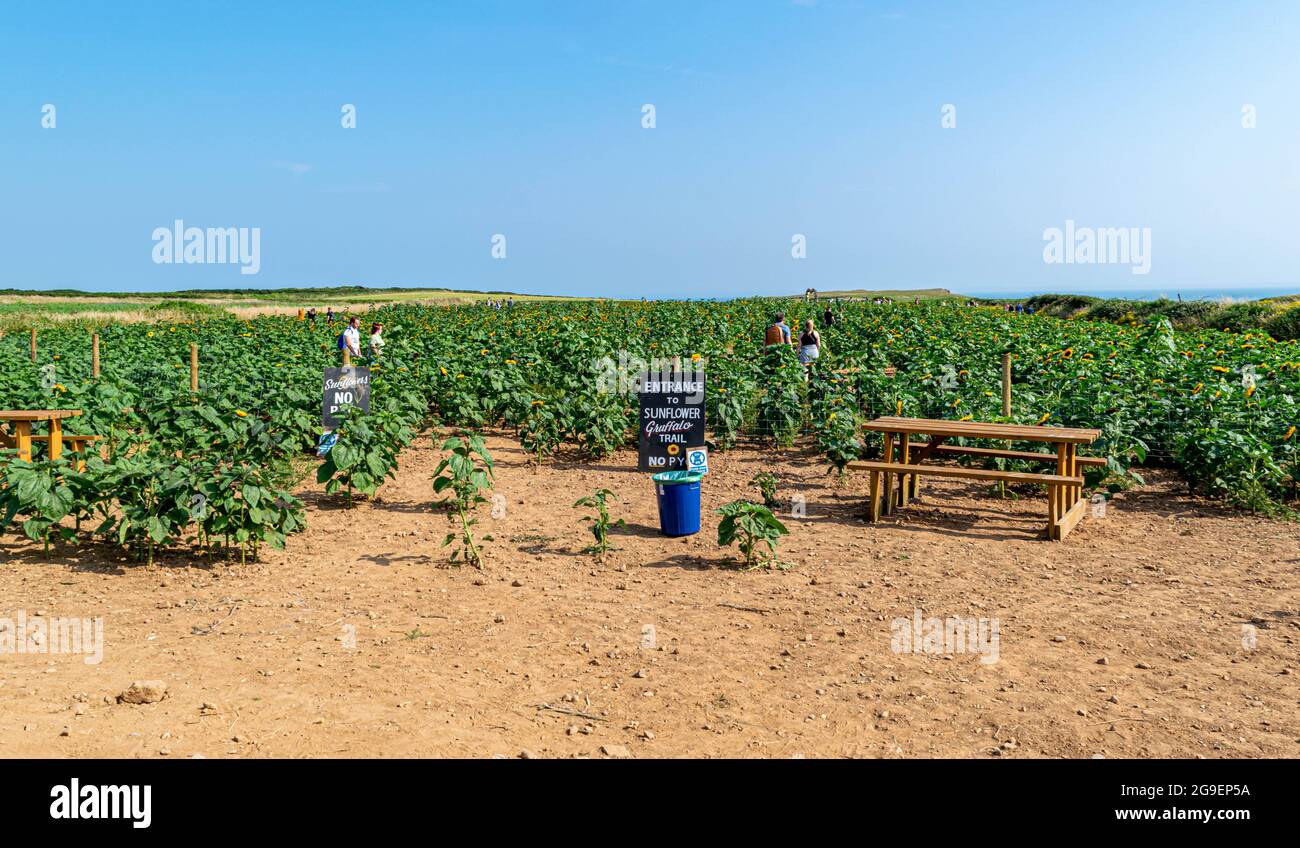 Rhosilli hi-res stock photography and images - Alamy