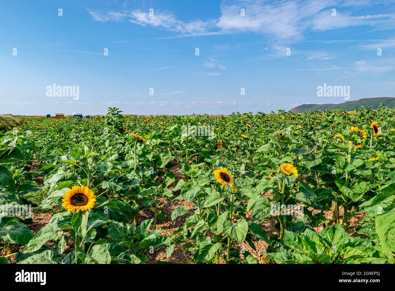 Rhosilli hi-res stock photography and images - Alamy
