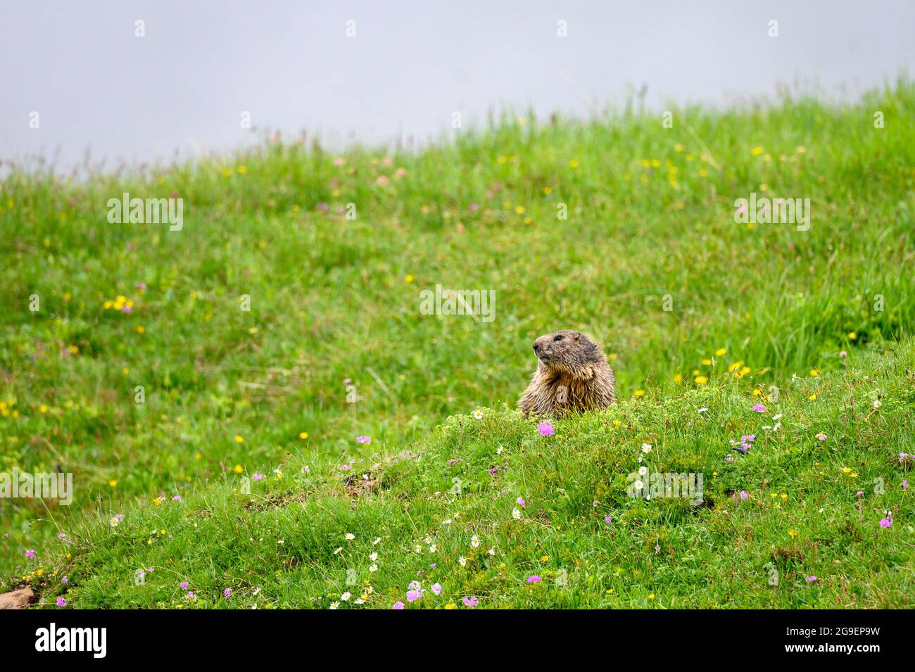 Alpine marmot in hi-res stock photography and images - Alamy