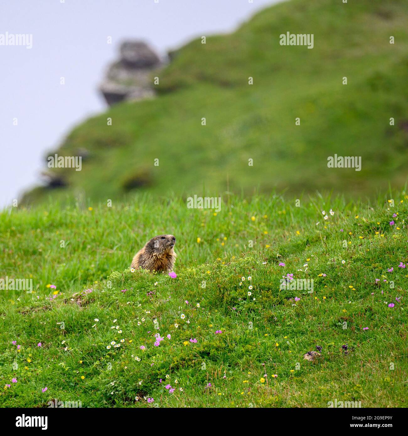 Alpine marmot in hi-res stock photography and images - Alamy