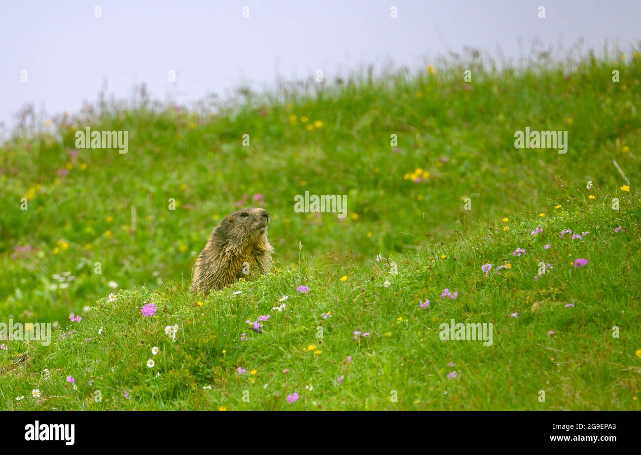Alpine marmot in hi-res stock photography and images - Alamy
