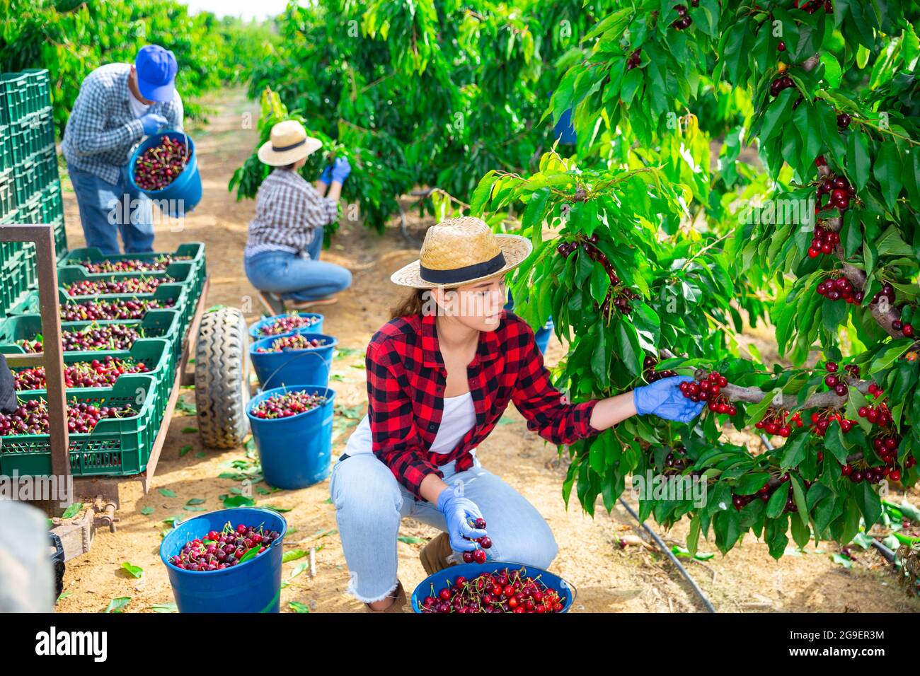 Farmers picking sweet cherries in fruit garden Stock Photo - Alamy
