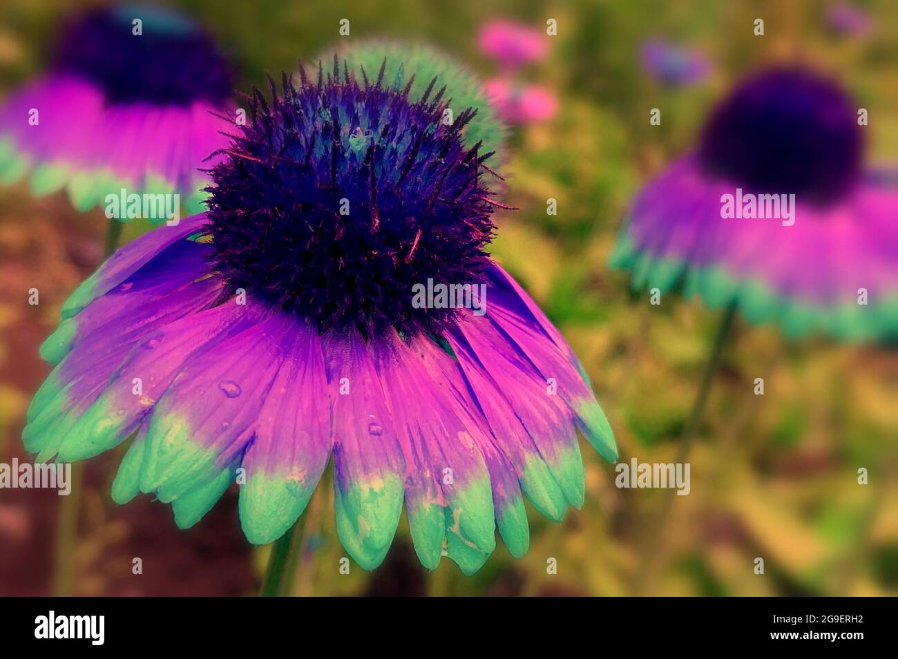 Tone tint hi-res stock photography and images - Alamy