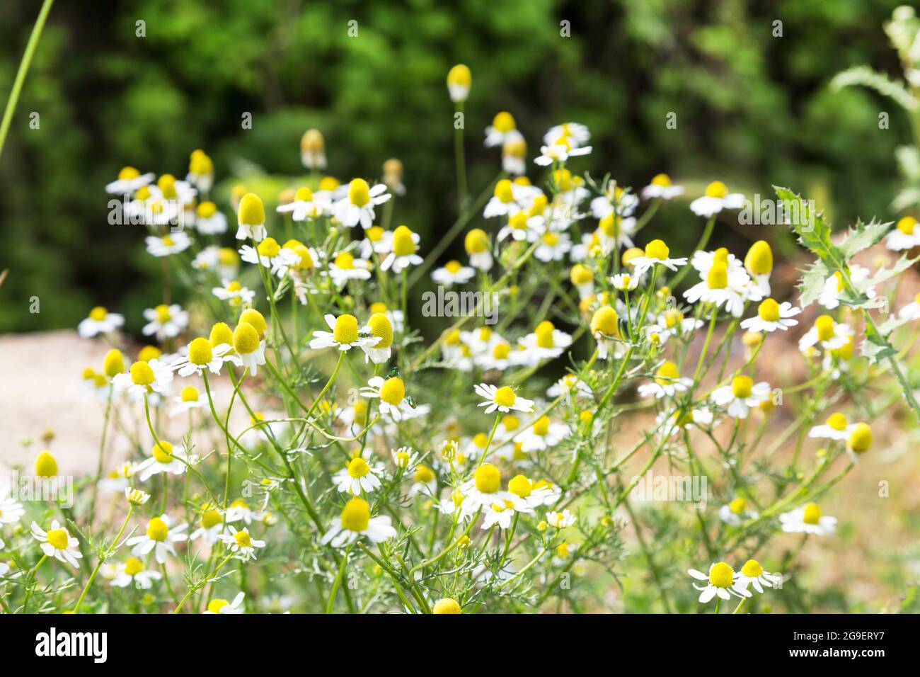 White uncultivated daisy flower field with copy space, place for text ...