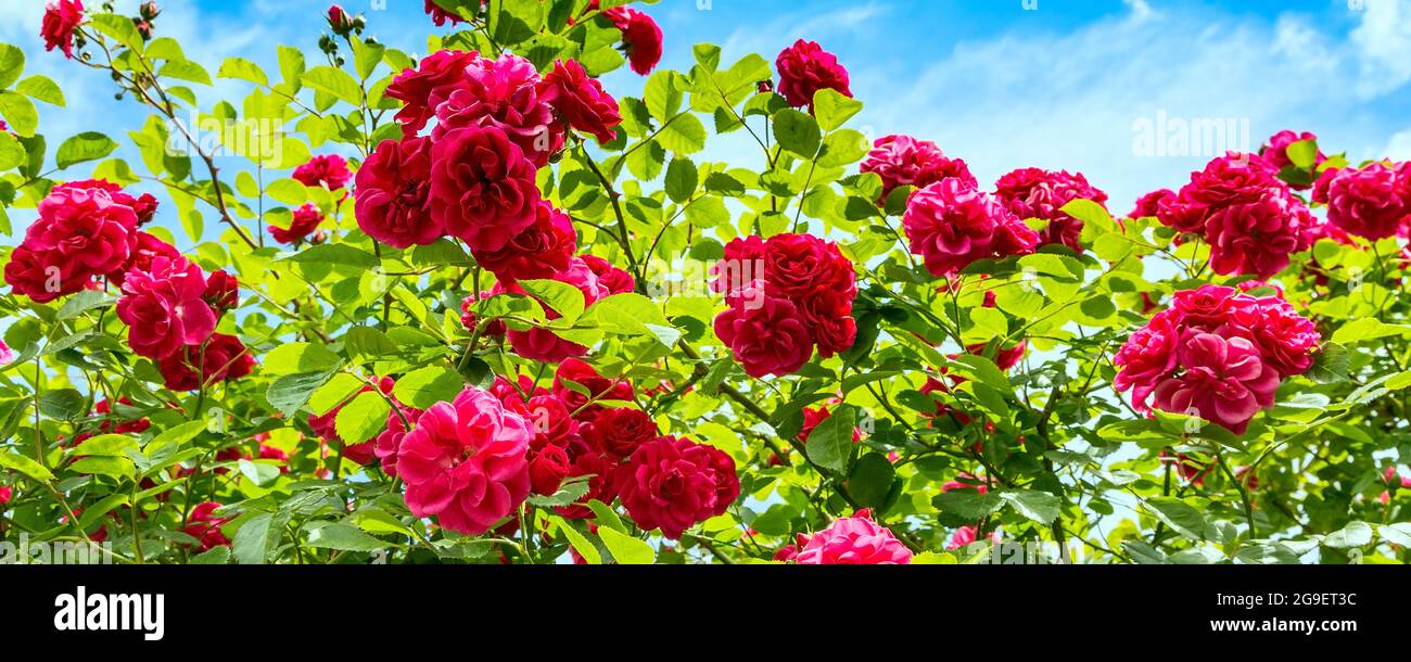 Beautiful rose bush against blue sky with clouds banner background with ...