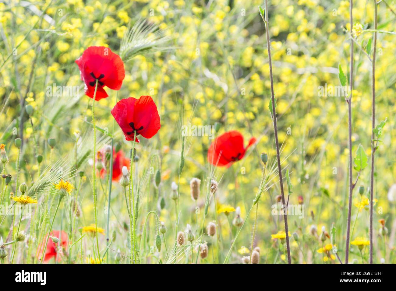 Red poppy flower on the field, symbol for Remembrance Day with copy ...