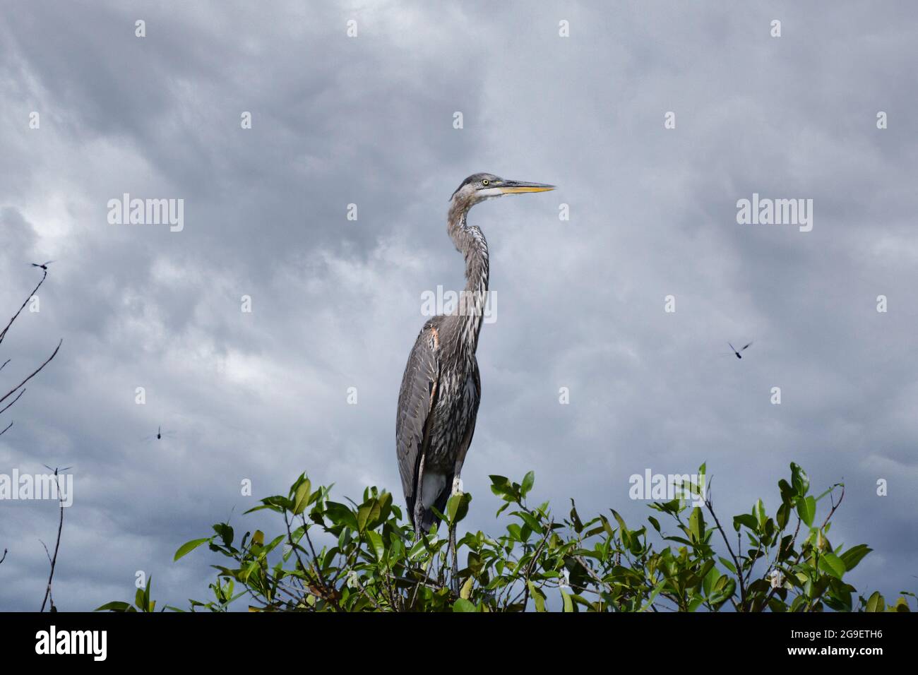 Big bird standing on the top of a tree Stock Photo - Alamy