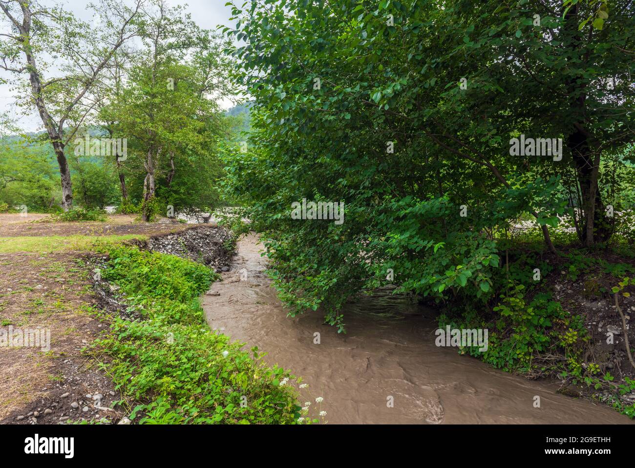 Muddy river in the forest after rains Stock Photo - Alamy