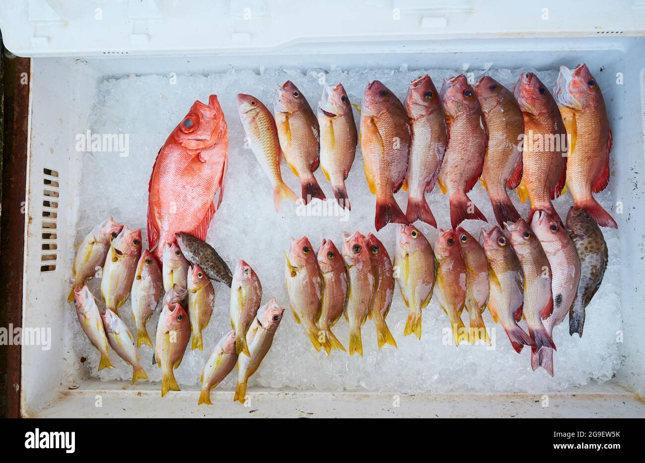 Eating grouper hi-res stock photography and images - Alamy