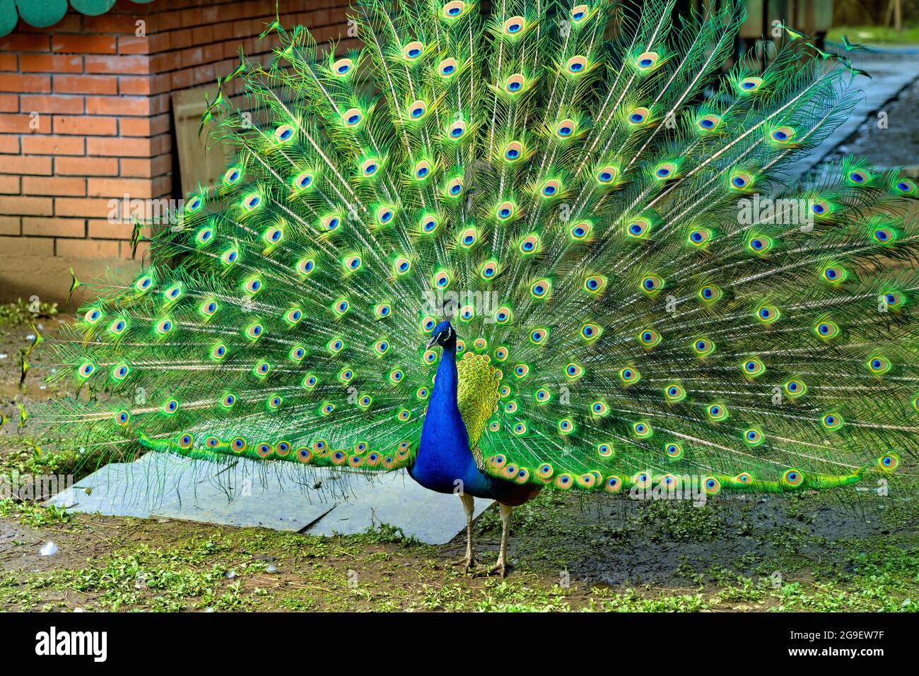 Close up of peacock showing its feathers. Beautiful peacock. male ...