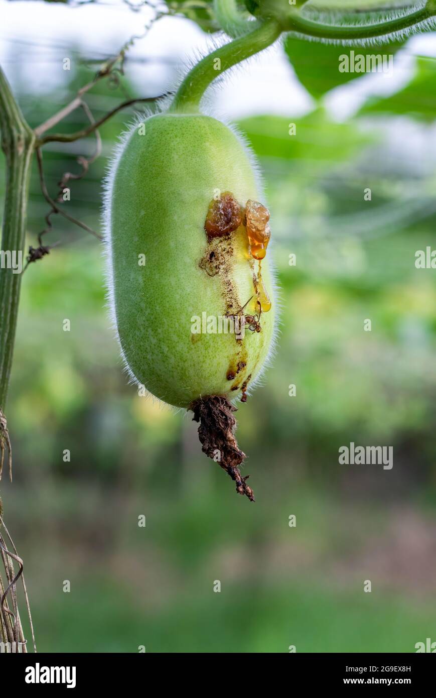Fruit fly wasp damaging a young winter melon squash in the farm Stock ...