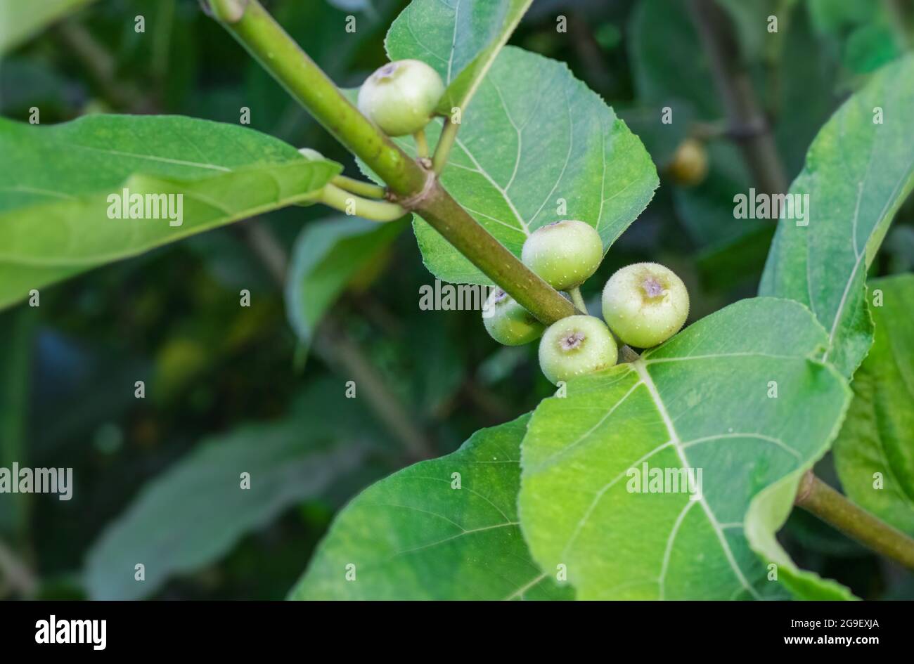 Raw common fig fruit close up in the garden with leaves Stock Photo - Alamy