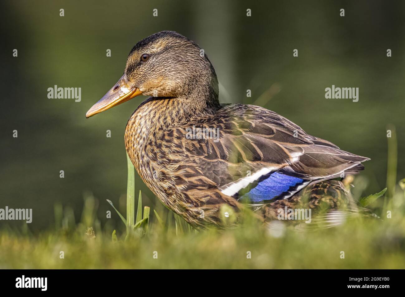 Selective focus of a male mallard duck on green grasses against a ...
