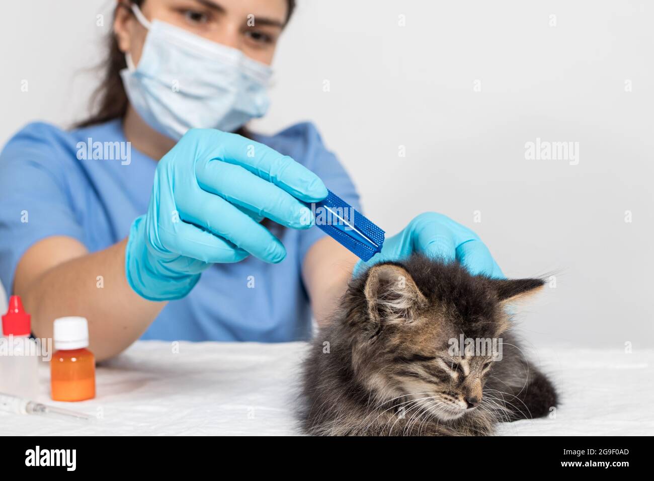 A veterinarian in gloves drips on the withers of the cat remedy or ...