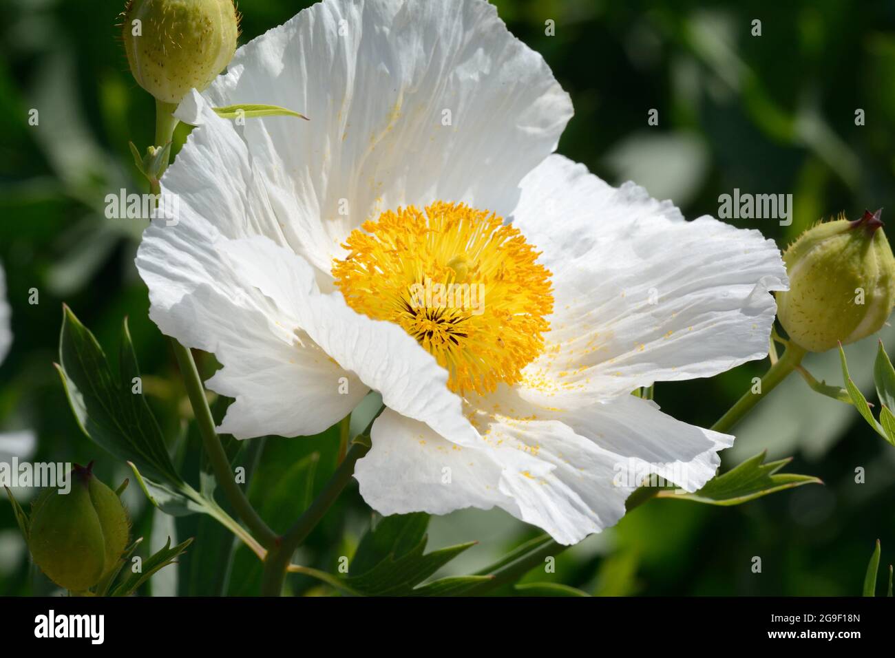 Californian Tree Poppy Rommney coulteri pure white crincled poppy ...