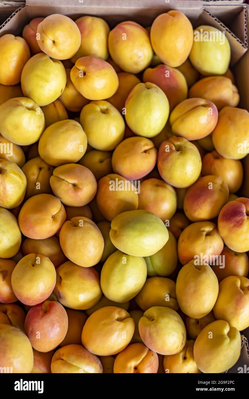 Apricots sold at market hi-res stock photography and images - Alamy