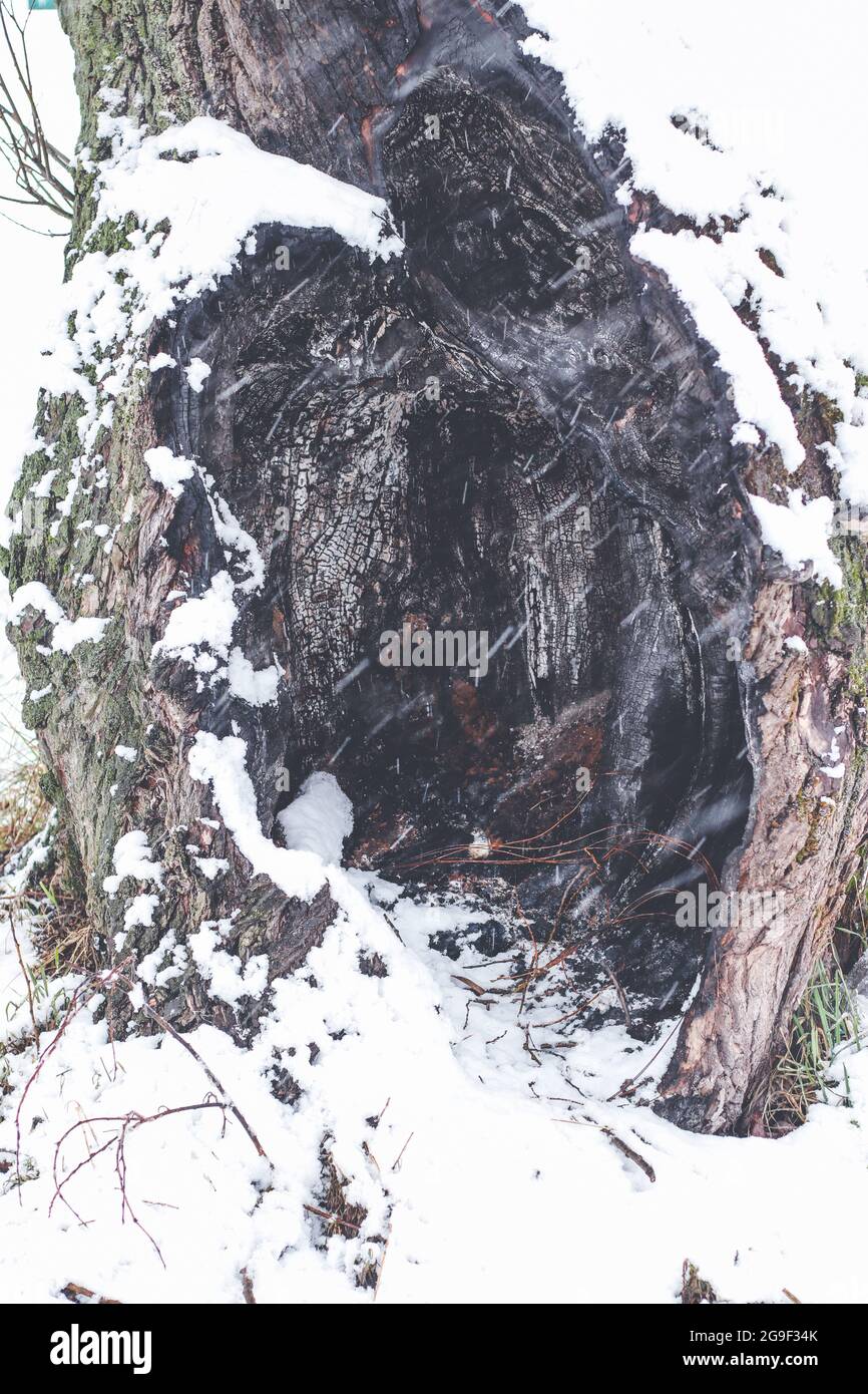 Tree trunk burnt inside Stock Photo - Alamy