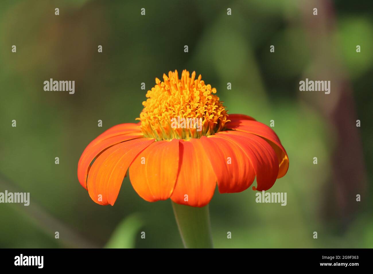 Mexican sunflower close-up, Tithonia diversifolia, orange color ,Navi ...