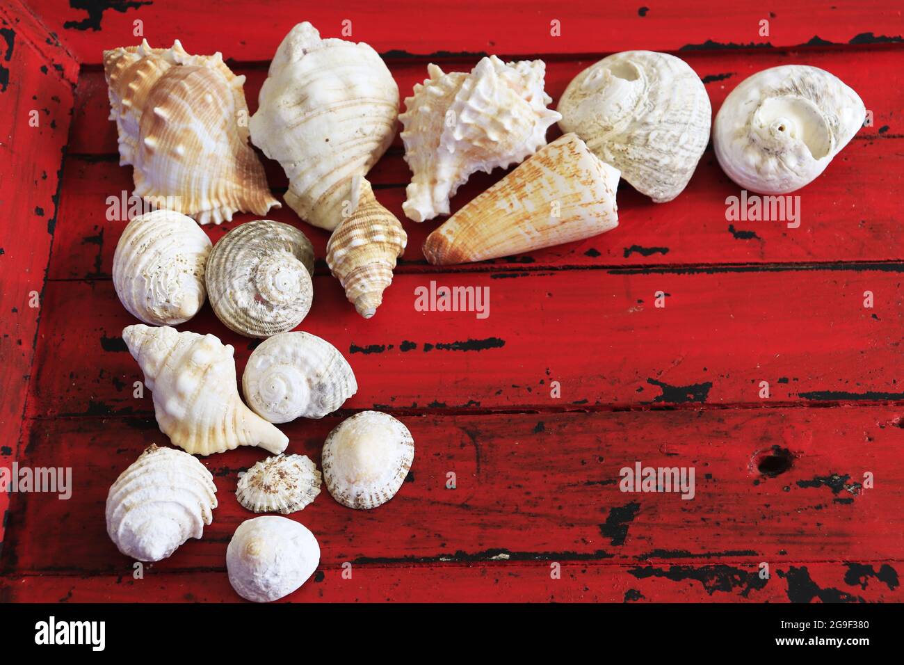 Top view of different types of white shells on a reddish-brown wooden ...