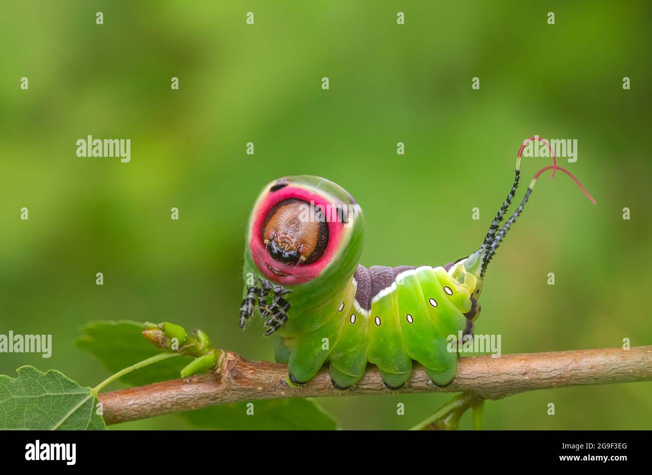 Caterpillar frightening pose, unique animal behaviour Stock Photo - Alamy