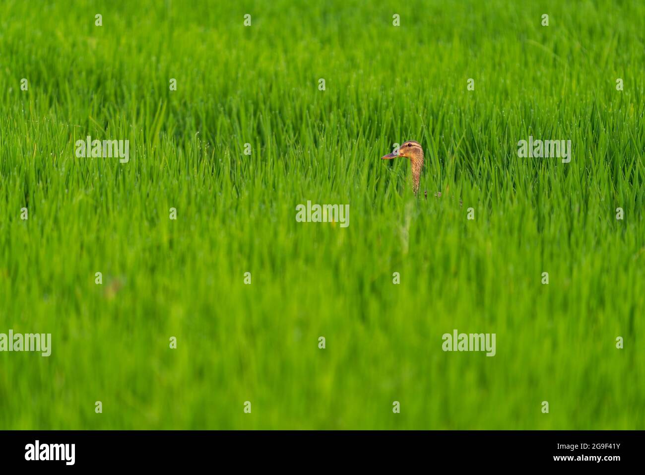 Duck in the rice field hi-res stock photography and images - Alamy