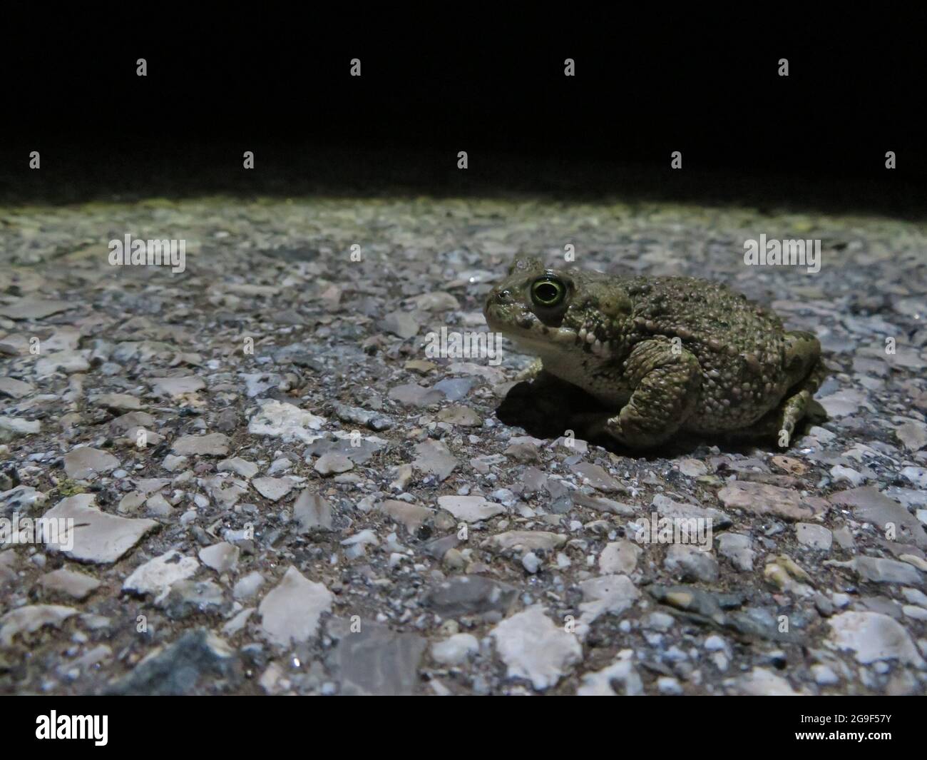 Natterjack toad (Epidalea calamita) on the stony ground Stock Photo - Alamy