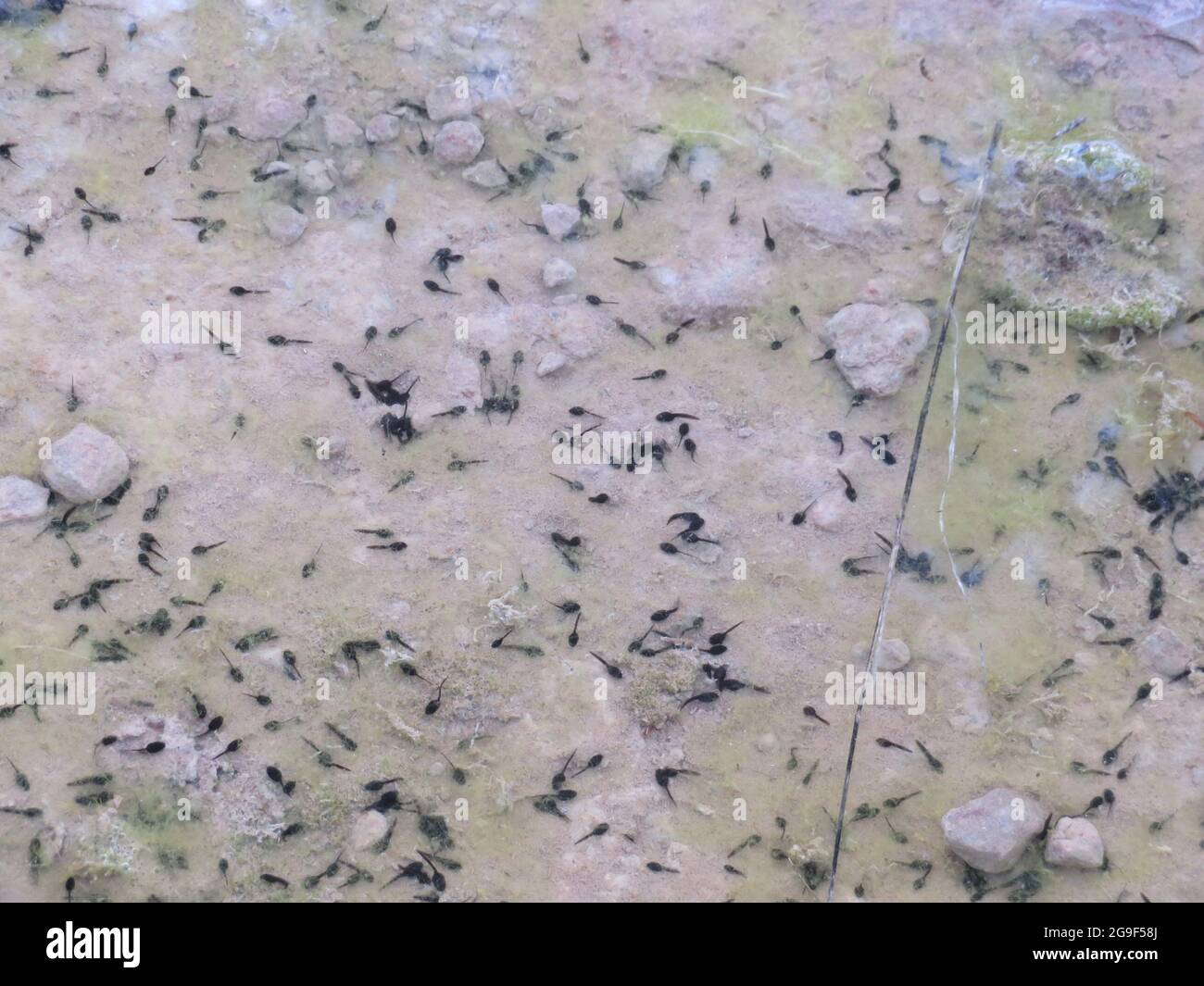 Baby tadpoles hi-res stock photography and images - Alamy