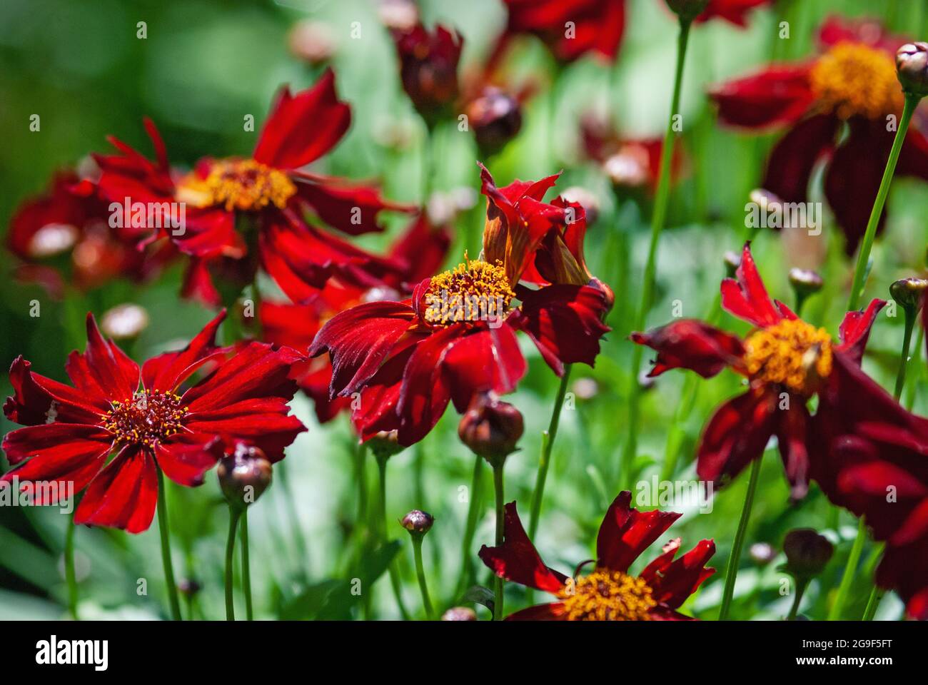 Calliopsis tickseed hi-res stock photography and images - Alamy
