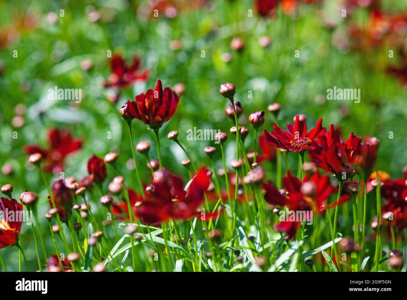 Coreopsis Limerock Ruby (Tickseed) red flowers blooming in the garden ...