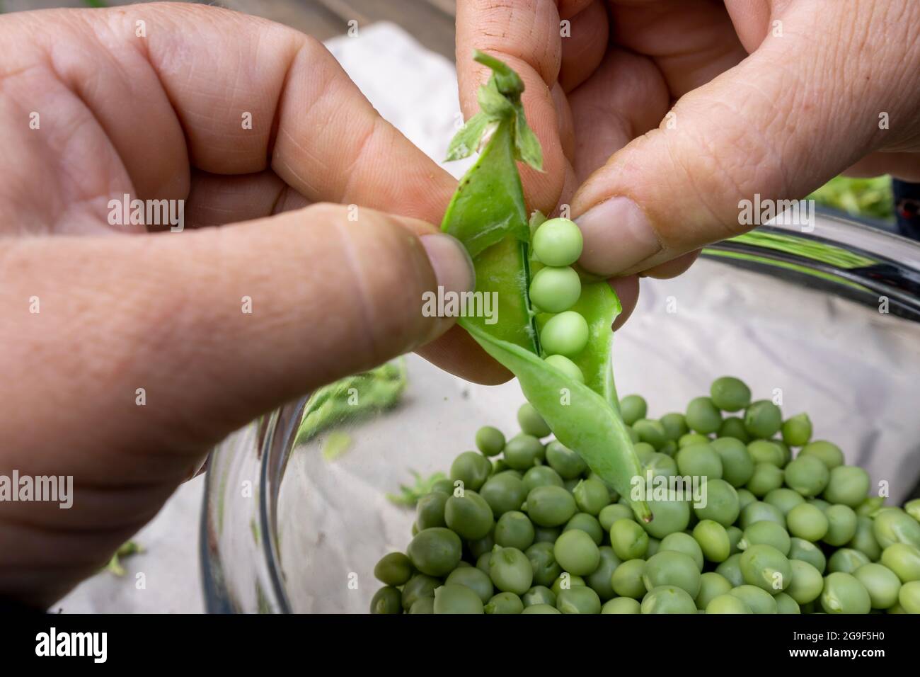 Female hand hulled organic peas hi-res stock photography and images - Alamy