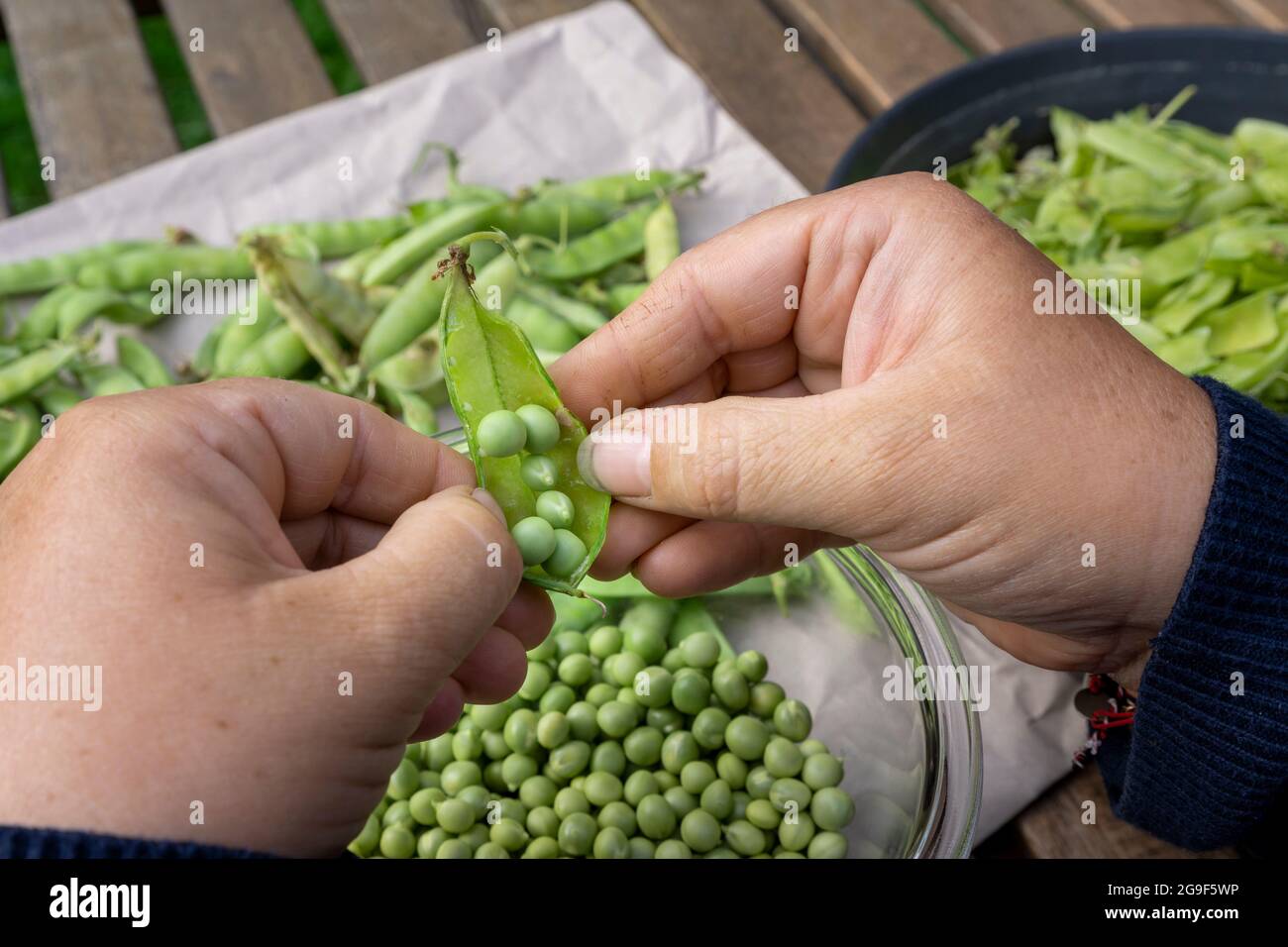 Woman hands hulled peas from shell Stock Photo - Alamy