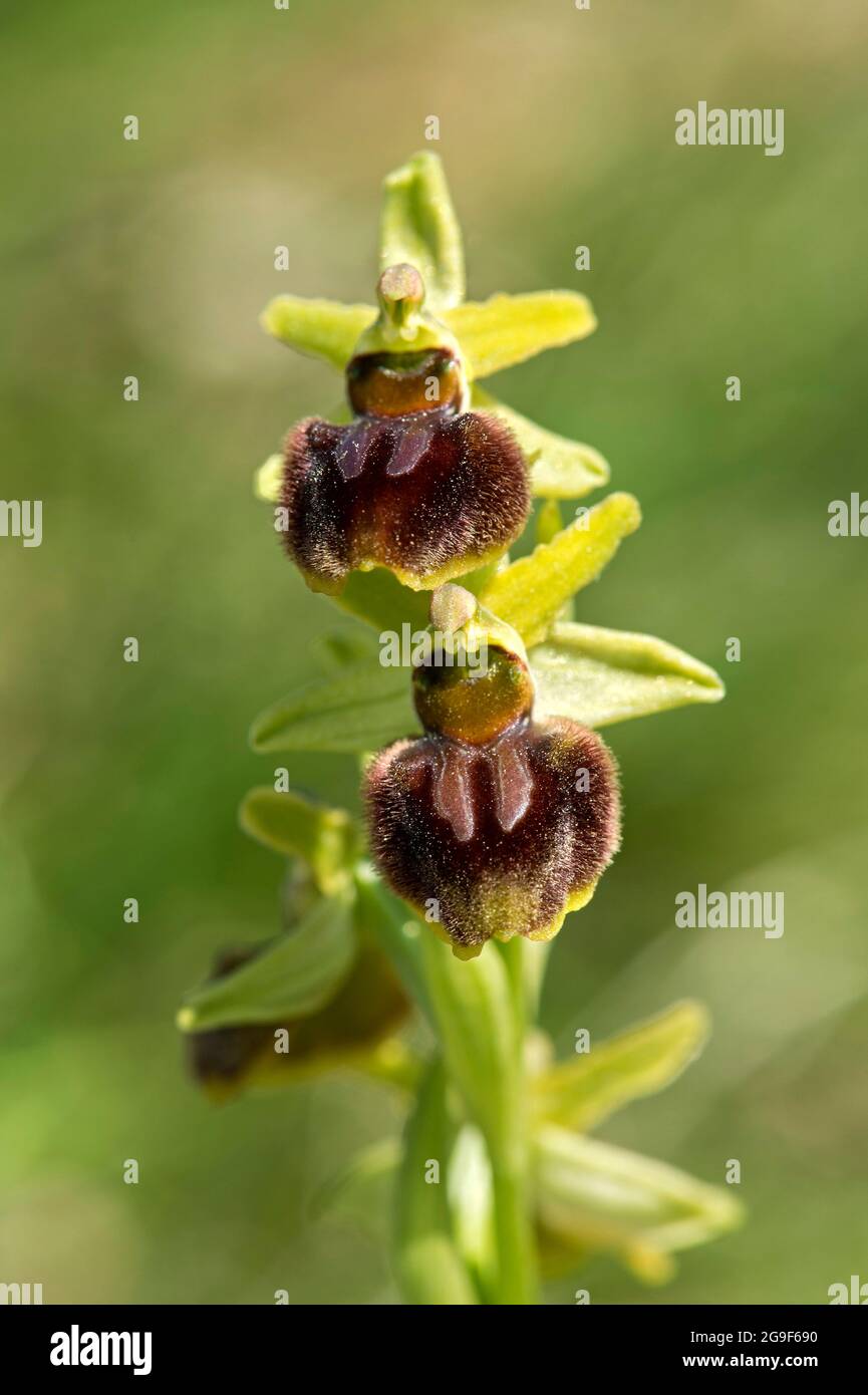 Flower of the terrestrial Early spider orchid (Ophrys sphegodes), a ...