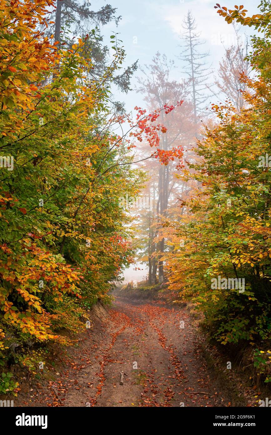 country road through autumn forest. beech trees in colorful foliage ...