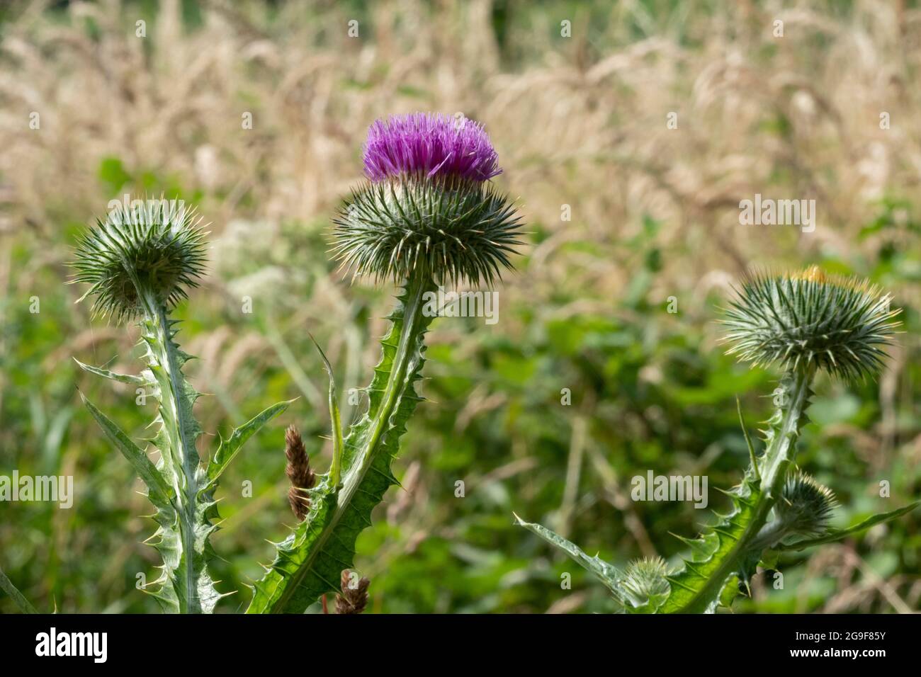 Wild Thistles in Suffolk Countryside Stock Photo - Alamy
