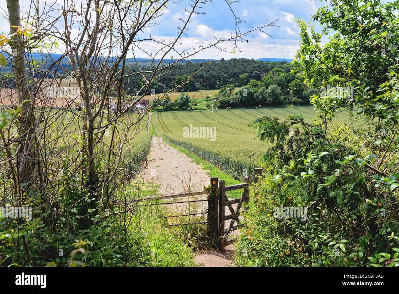 The view looking south from Newlands Corner in the Surrey countryside ...