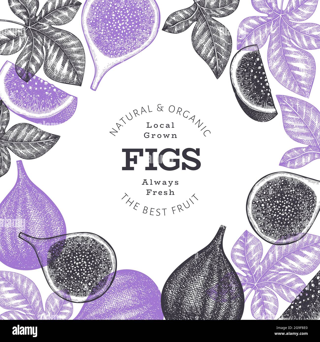 Hand drawn fig fruits design template. Organic fresh food vector ...