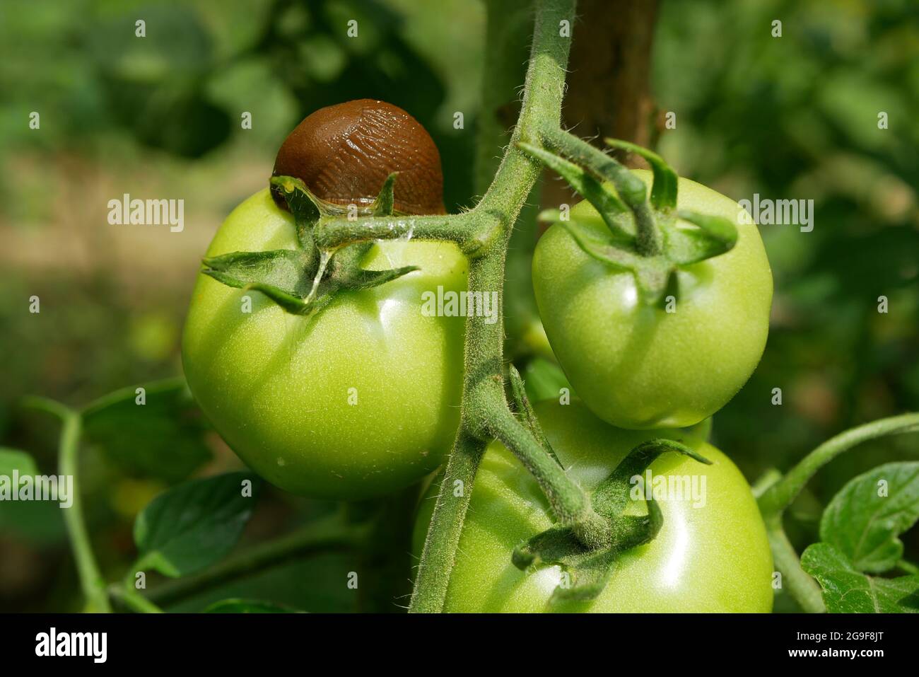 Slug damage tomato hi-res stock photography and images - Alamy