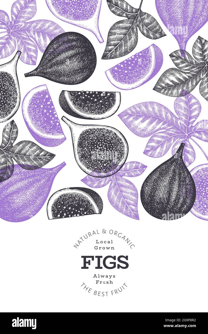 Hand drawn fig fruits design template. Organic fresh food vector ...