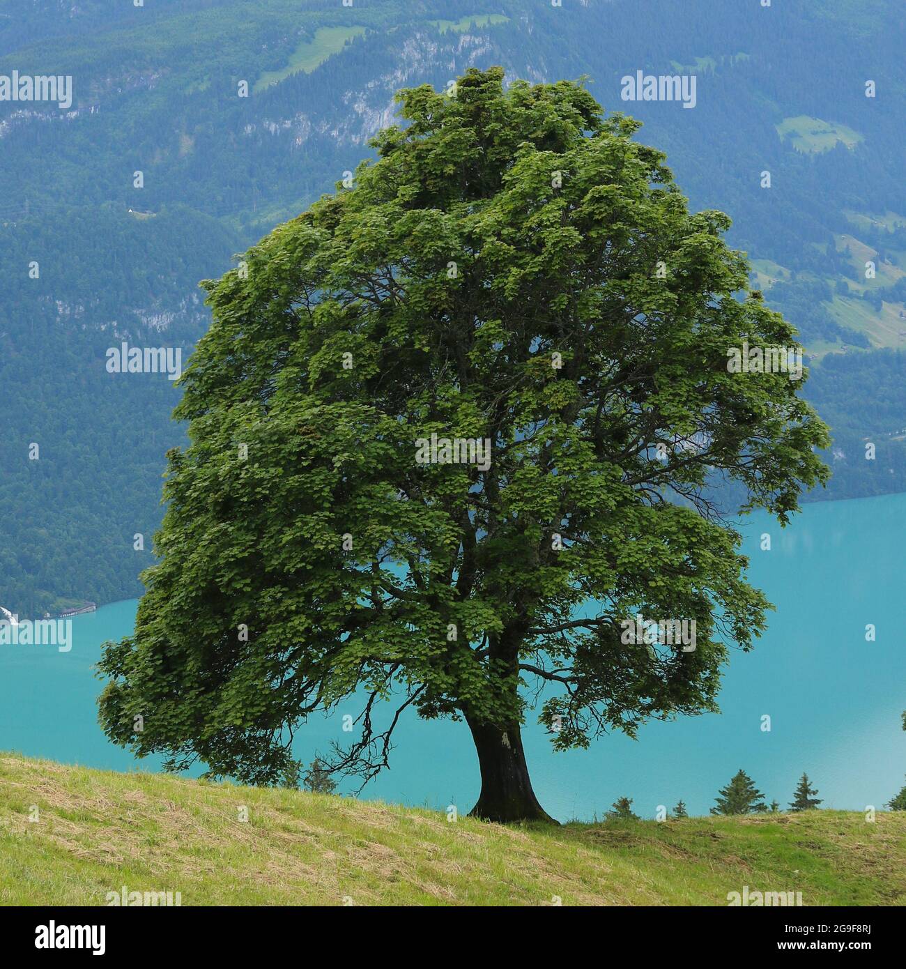 Old sycamore maple tree growing above Lake Brienzersee Stock Photo - Alamy