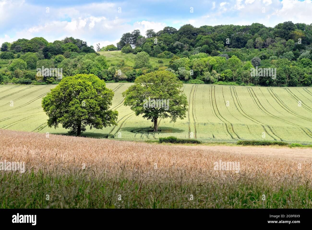 Two oak trees, Quercus robur surrounded by a crop of growing corn in a ...