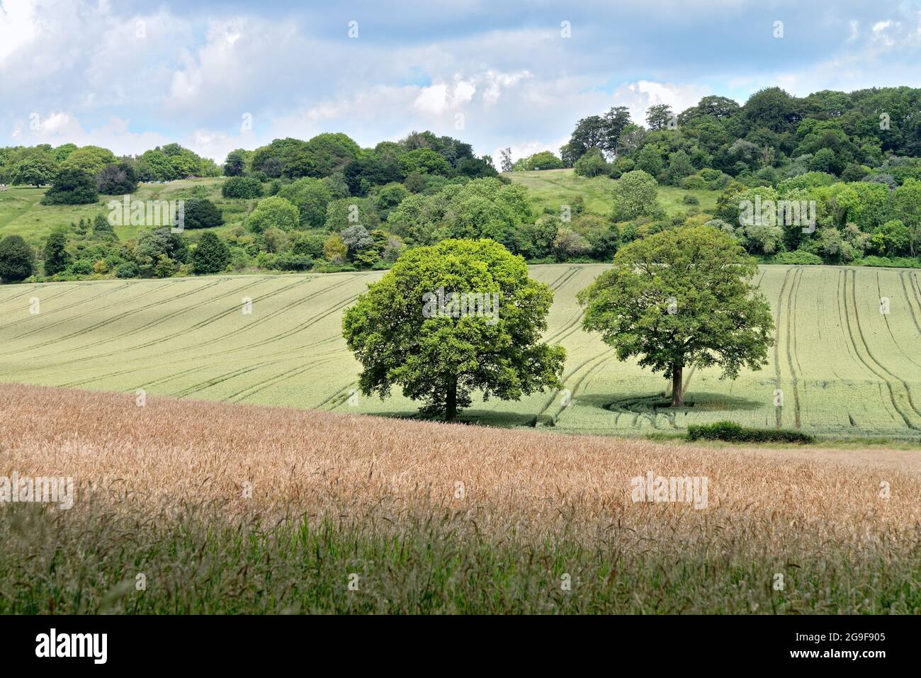 Two oak trees, Quercus robur surrounded by a crop of growing corn in a ...