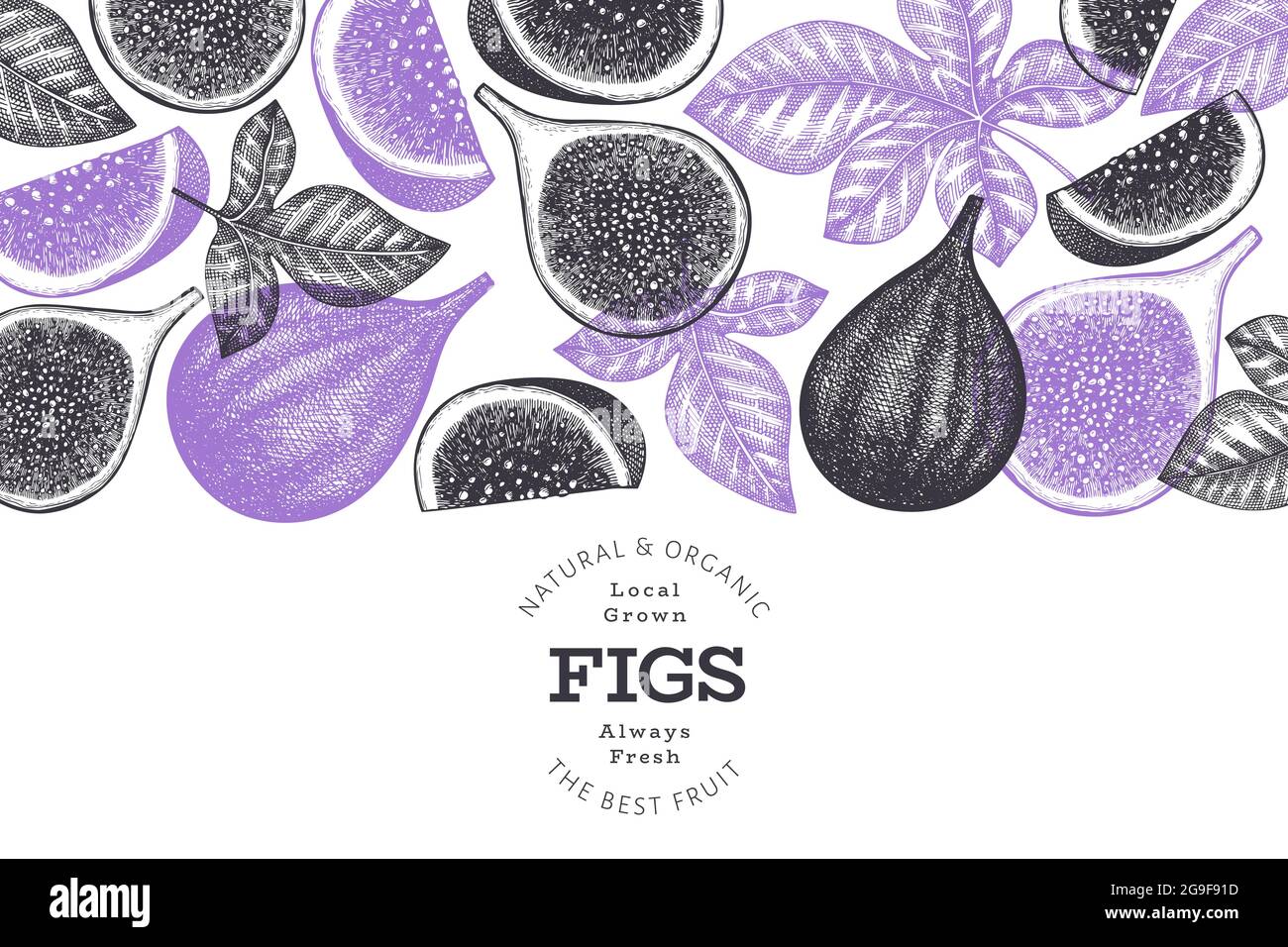 Hand drawn fig fruits design template. Organic fresh food vector ...