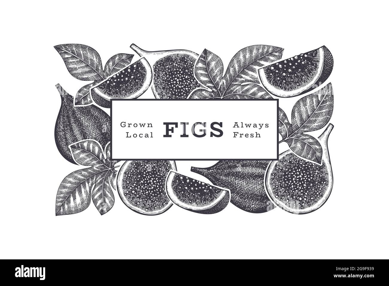 Hand drawn fig fruits design template. Organic fresh food vector ...