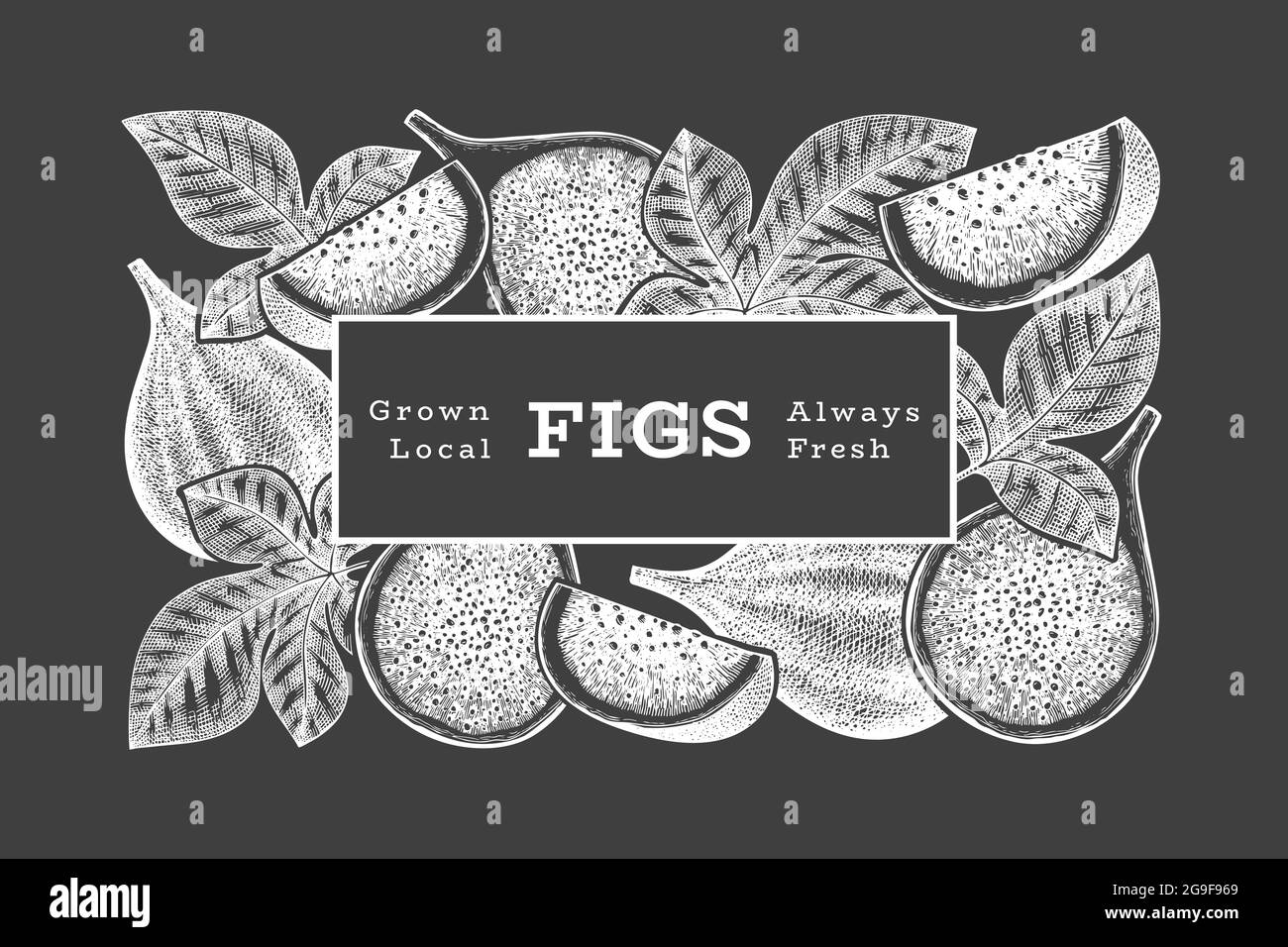 Hand drawn fig fruits design template. Organic fresh food vector ...