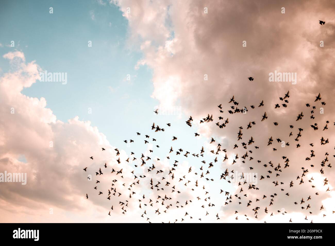 Birds flying up in the evening sky Stock Photo - Alamy